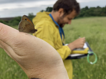 Banking on Butterflies | Wildlife Trust for Beds Cambs & Northants