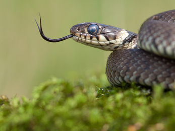 Identify UK snakes | Wildlife Trust for Beds Cambs & Northants