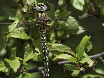 Great Fen Landmark Appeal | Wildlife Trust for Beds, Cambs & Northants