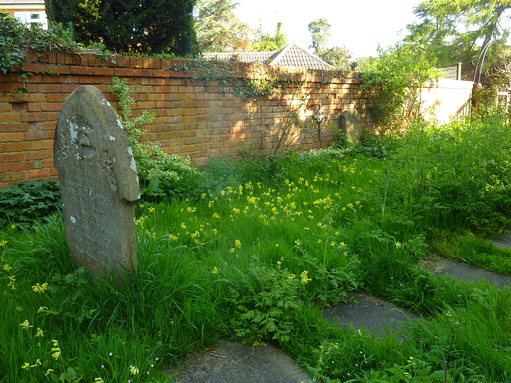 Wild churchyards | Wildlife Trust for Beds Cambs & Northants