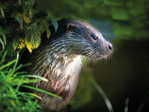 Great Fen Landmark Appeal | Wildlife Trust for Beds, Cambs & Northants