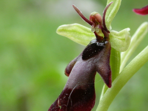 Discover Orchids | Wildlife Trust for Beds Cambs & Northants