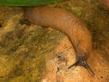 A good century for slugs | Wildlife Trust for Beds Cambs & Northants