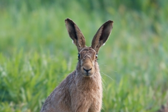 Trumpington Meadows | Wildlife Trust for Beds, Cambs & Northants