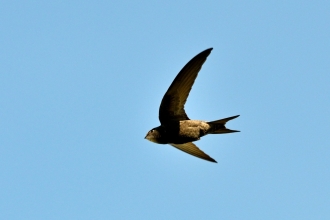 Help our swifts | Wildlife Trust for Beds, Cambs & Northants