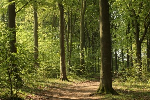 Beechwoods | Wildlife Trust for Beds Cambs & Northants