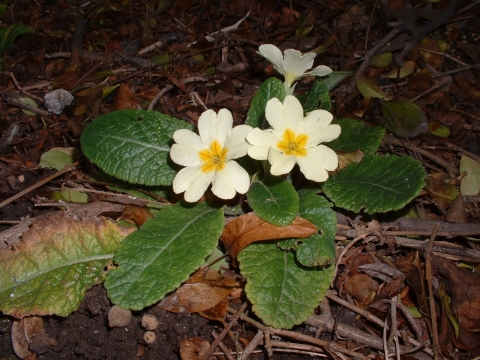Primrose | Wildlife Trust for Beds Cambs & Northants