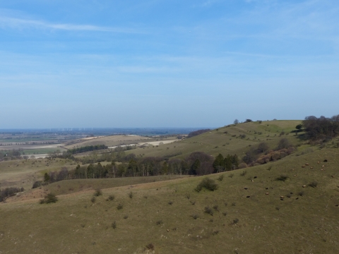 North Chilterns Chalk Reserves Update | Wildlife Trust for Beds Cambs ...