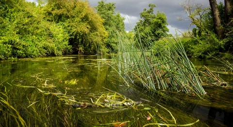 Freshwater | Wildlife Trust for Beds Cambs & Northants