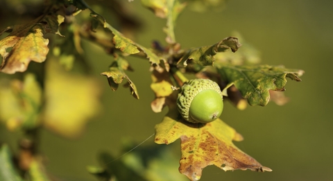 Acorn Fund - thank you for your support! | Wildlife Trust for Beds ...