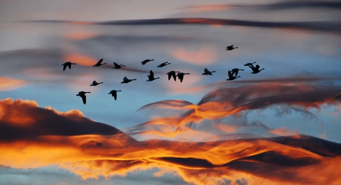 Join the flock | Wildlife Trust for Beds Cambs & Northants