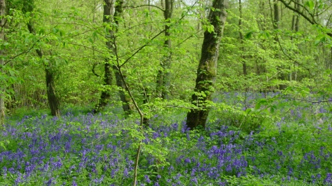 Gamsey Wood | Wildlife Trust for Beds Cambs & Northants