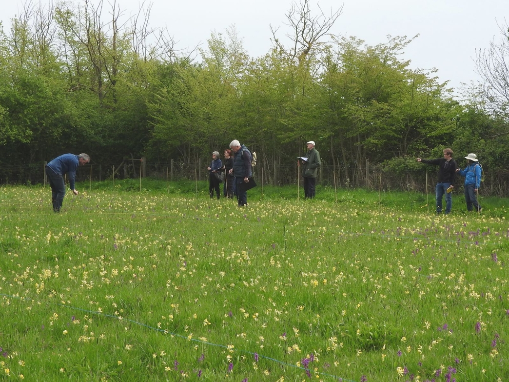 Cowslips and orchids at Chettisham Meadow | Wildlife Trust for Beds ...