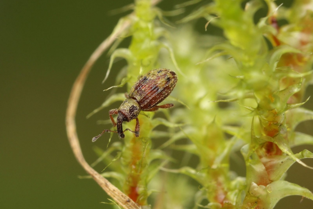 Lesser of two weevils | Wildlife Trust for Beds Cambs & Northants
