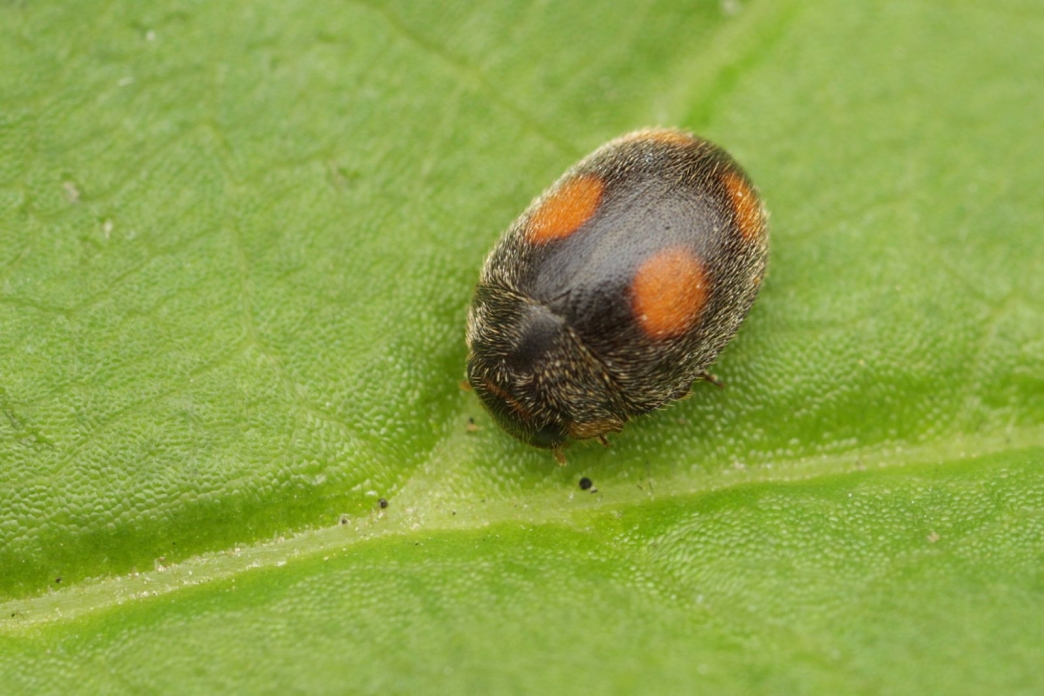 Lesser of two weevils | Wildlife Trust for Beds Cambs & Northants