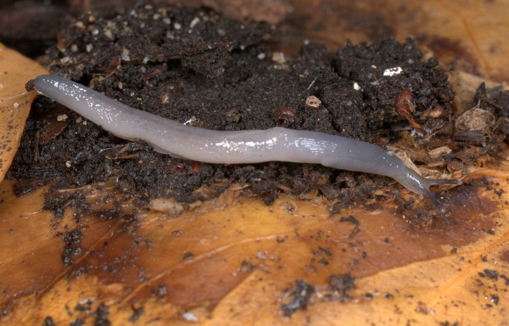 A good century for slugs | Wildlife Trust for Beds Cambs & Northants
