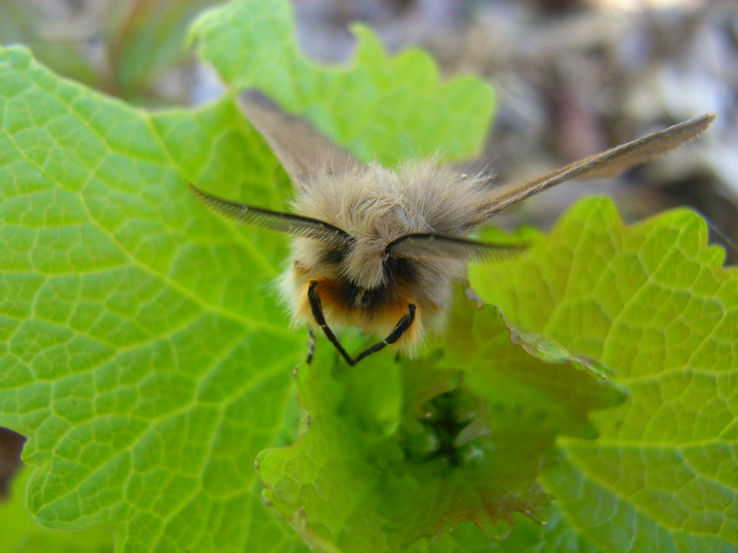 30 Days Wild - Day Two - Treasure a moth | Wildlife Trust for Beds ...