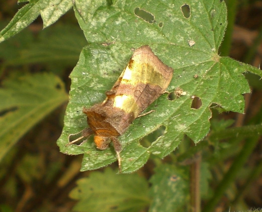 30 Days Wild - Day Twenty - Nurture your nettles | Wildlife Trust for ...