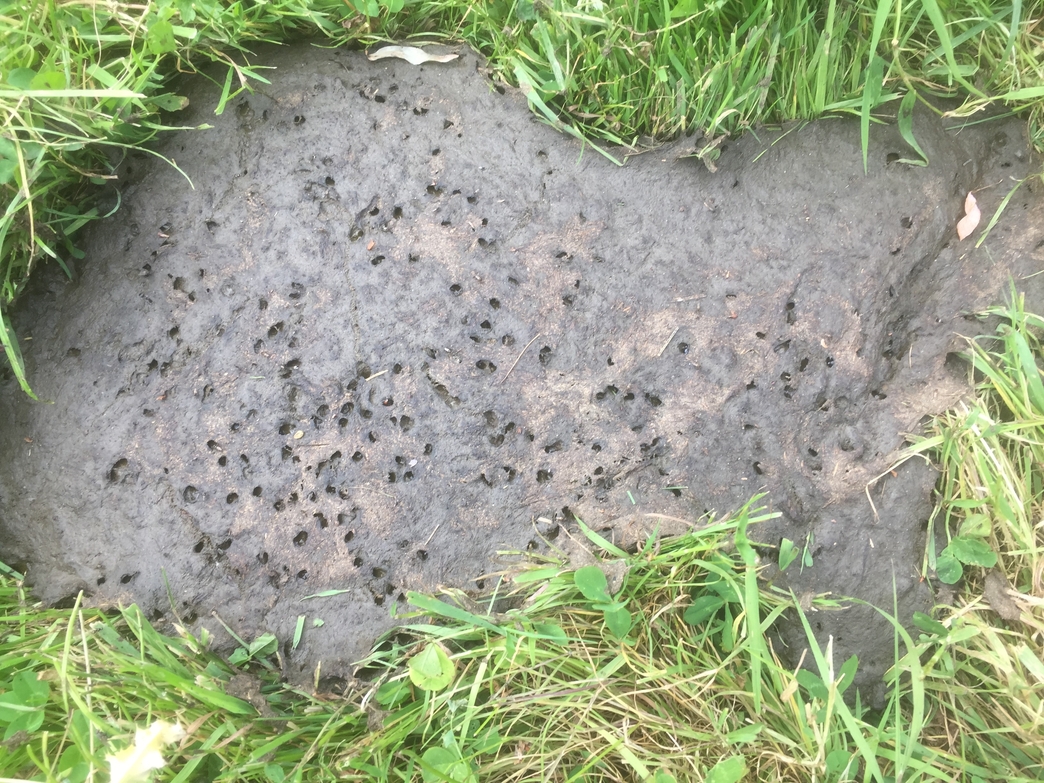 30 Days Wild - Day Twenty-five - Go dung diving! | Wildlife Trust for ...