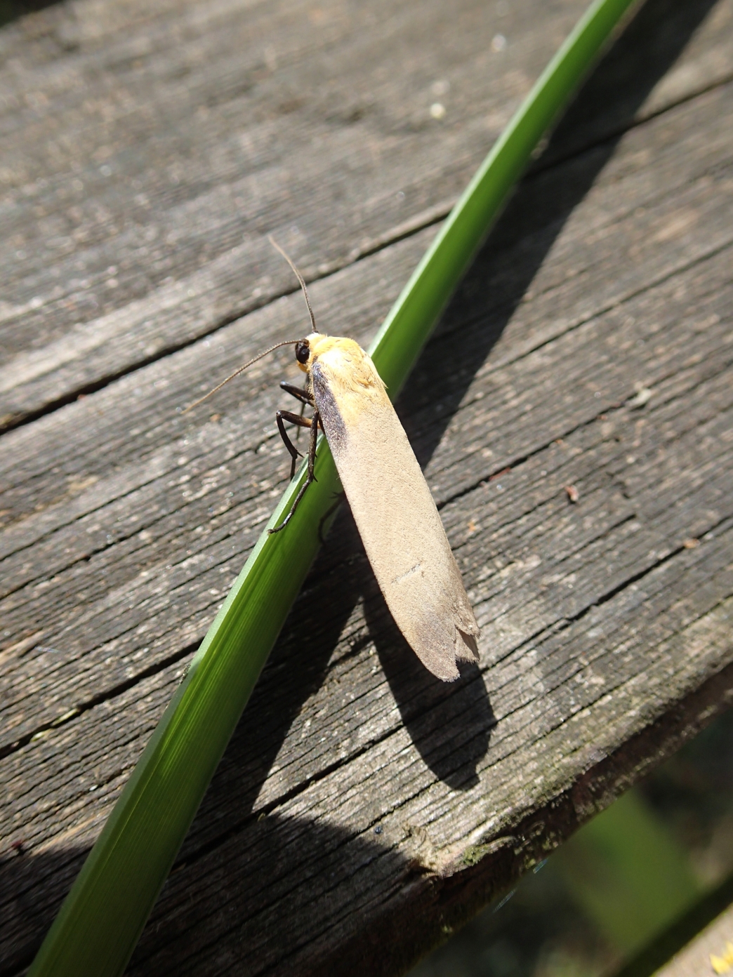 Summer moths at Pitsford and the changing of the seasons | Wildlife ...