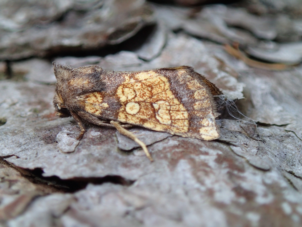Summer moths at Pitsford and the changing of the seasons | Wildlife ...