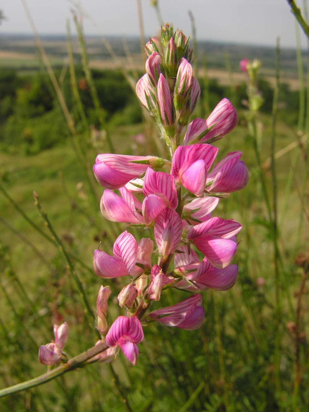 Farming for wildlife | Wildlife Trust for Beds Cambs & Northants