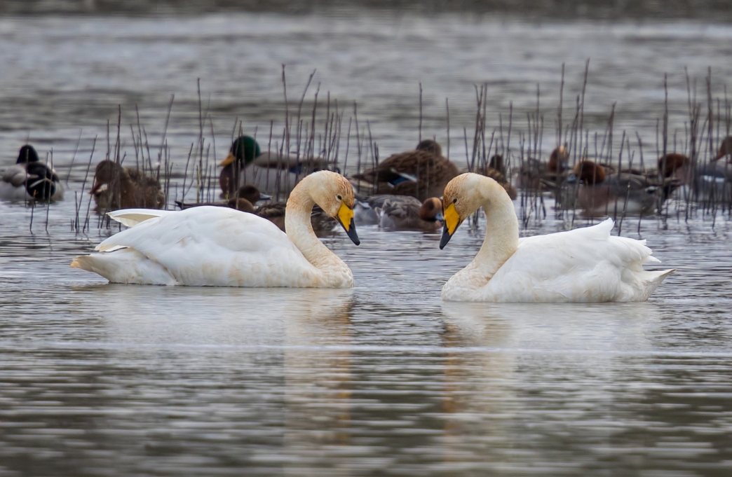 Wildfowl flock to Pitsford Water | Wildlife Trust for Beds Cambs ...