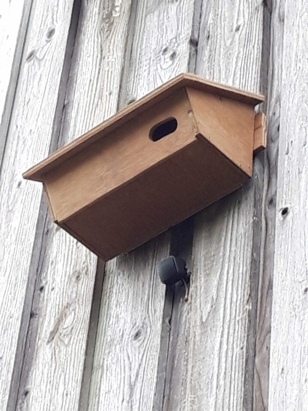 Swift Awareness Week 2021 | Wildlife Trust for Beds Cambs & Northants