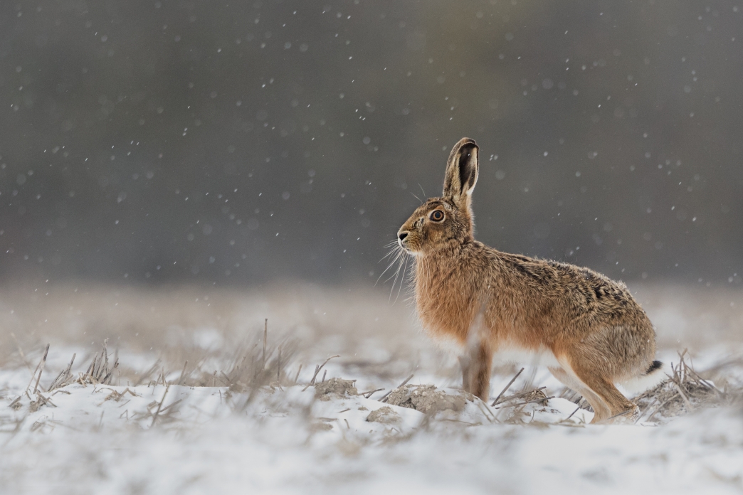 Photography Competition 2020 Winners Announced | Wildlife Trust for ...