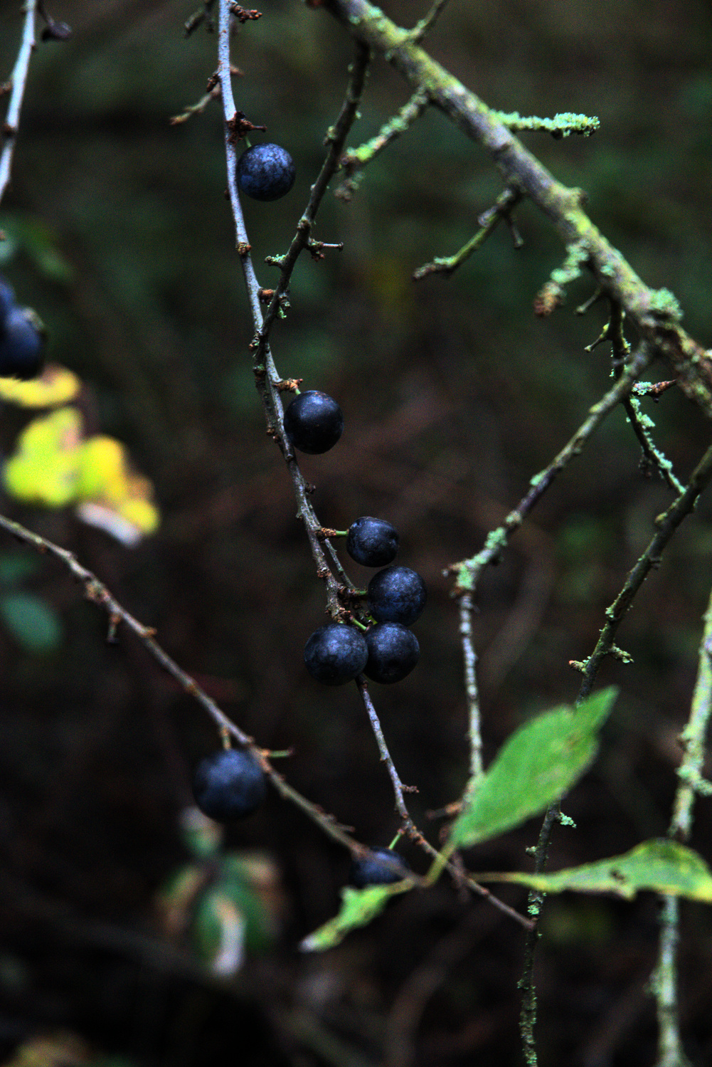 Wildlife From Home: Winter Food | Wildlife Trust for Beds Cambs & Northants