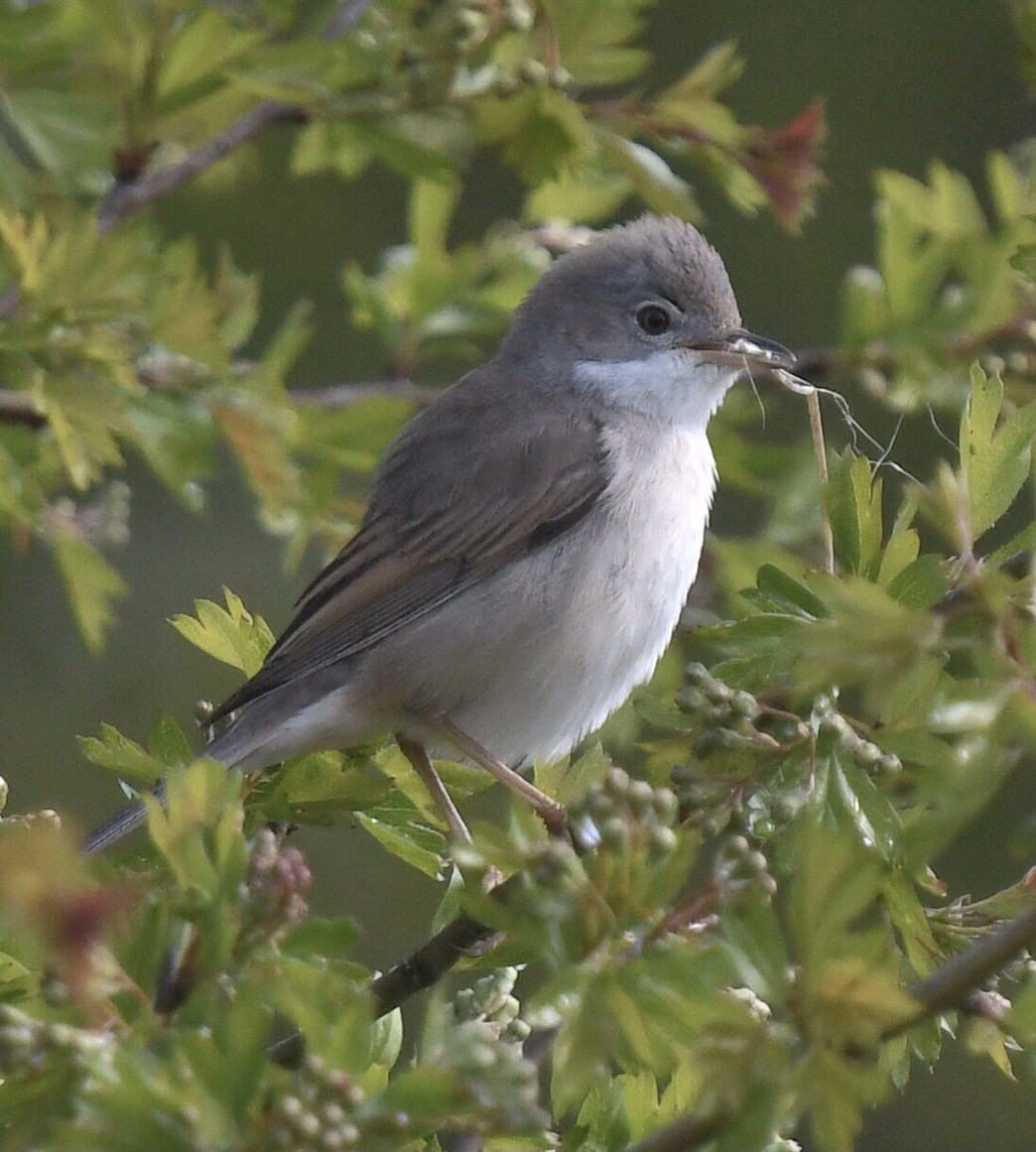 A spring awakening for wildlife on our reserves | Wildlife Trust for ...