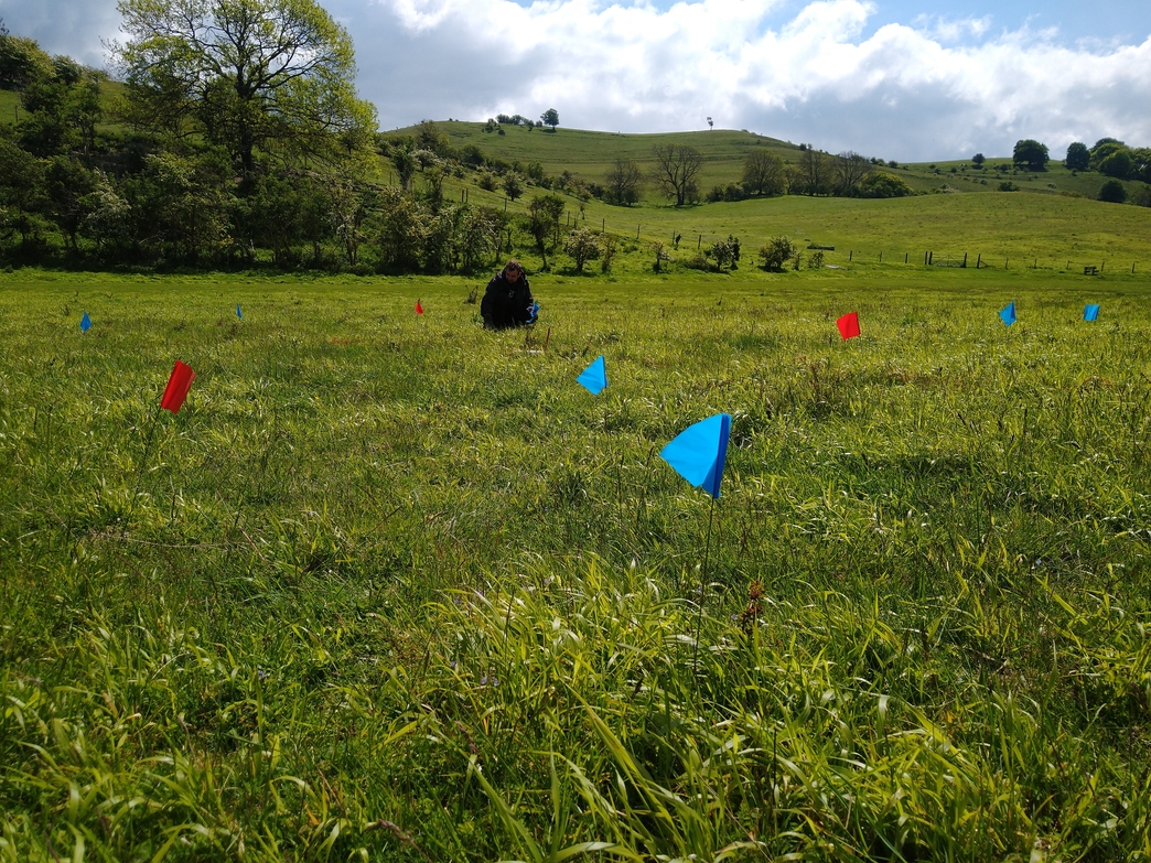 Banking on Butterflies project | Wildlife Trust for Beds Cambs & Northants