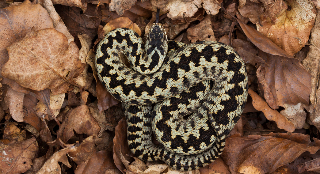 Identify UK snakes | Wildlife Trust for Beds Cambs & Northants