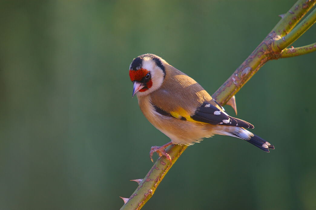 Ecology Group surveys during 2025 | Wildlife Trust for Beds Cambs ...