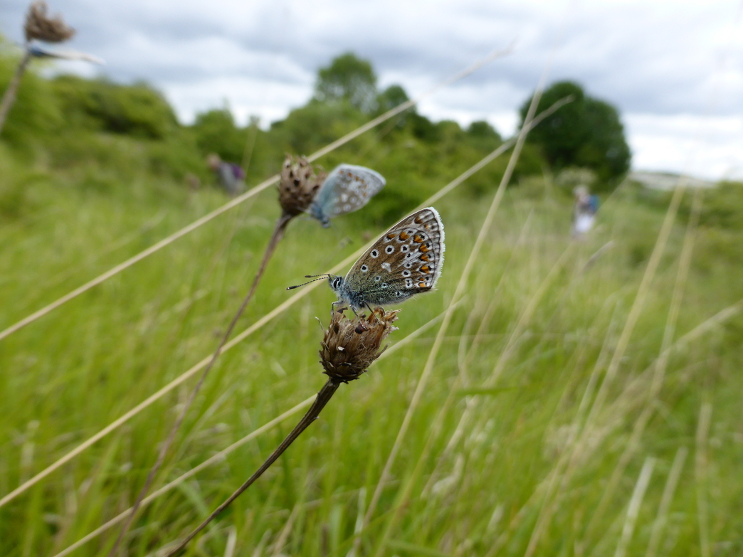 Meet the Volunteer - Sharon Stilliard | Wildlife Trust for Beds Cambs ...