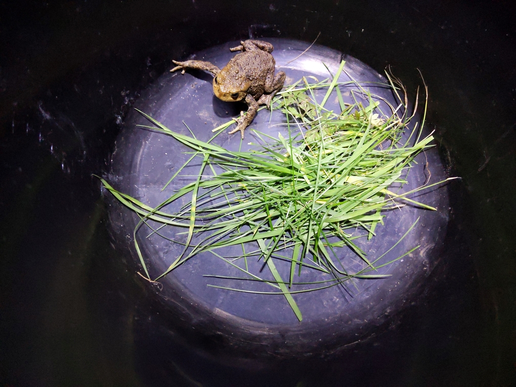 Frog or Toad? | Wildlife Trust for Beds Cambs & Northants