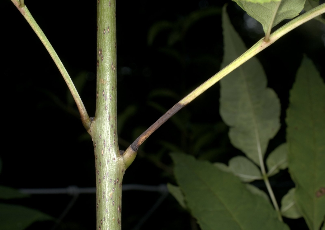 Ash Dieback Fund | Wildlife Trust for Beds Cambs & Northants