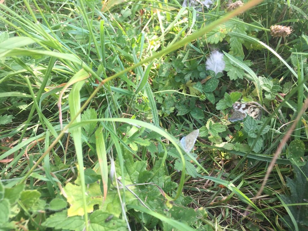 Banking on Butterflies – one year on | Wildlife Trust for Beds Cambs ...