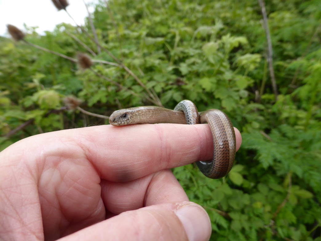 Settling Slow Worms | Wildlife Trust for Beds Cambs & Northants
