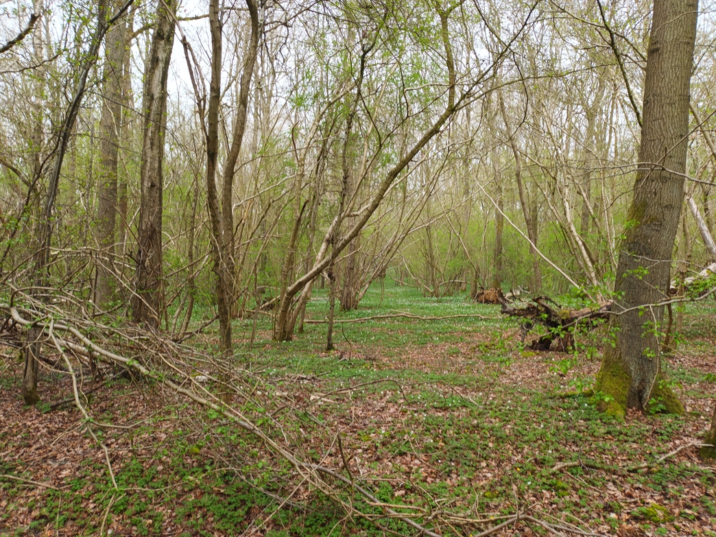 Ancient Woodland Inventory Survey Updates | Wildlife Trust for Beds ...