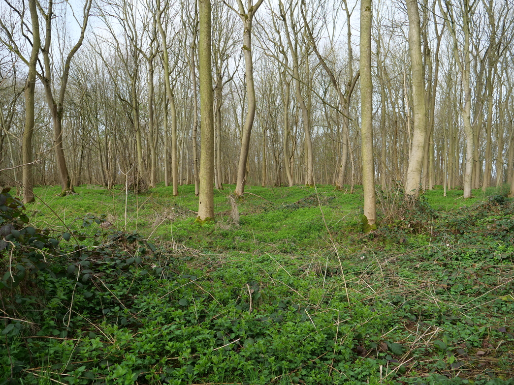 Ancient Woodland Inventory Survey Updates | Wildlife Trust for Beds ...