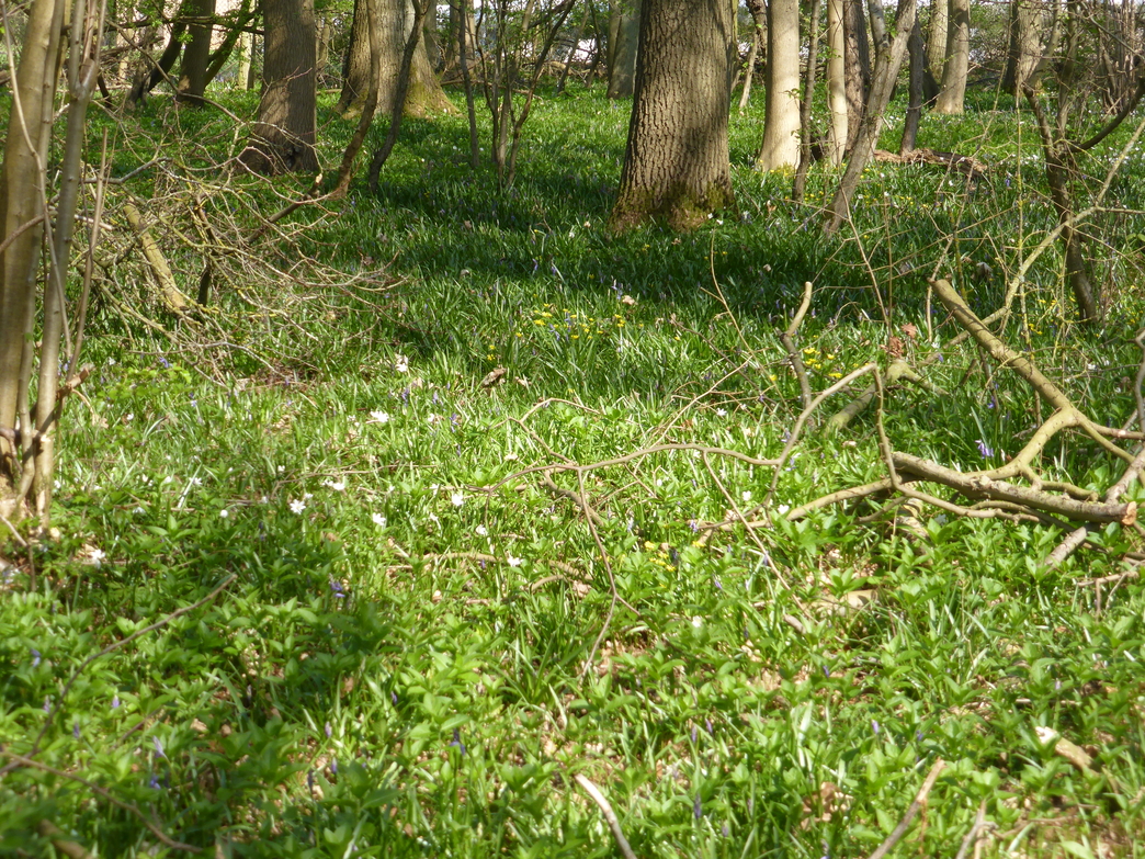 Ancient Woodland Inventory Survey Updates | Wildlife Trust for Beds ...