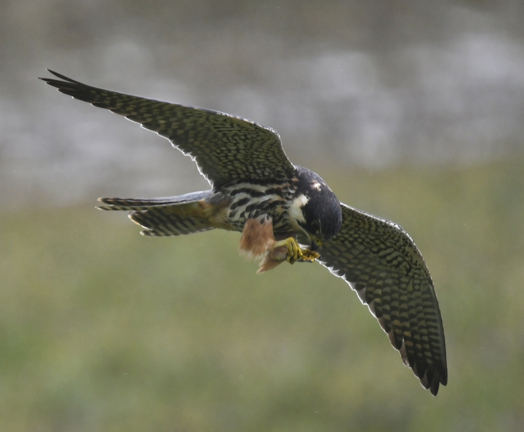 Harry Hog's Blog - finding solace in nature | Wildlife Trust for Beds ...