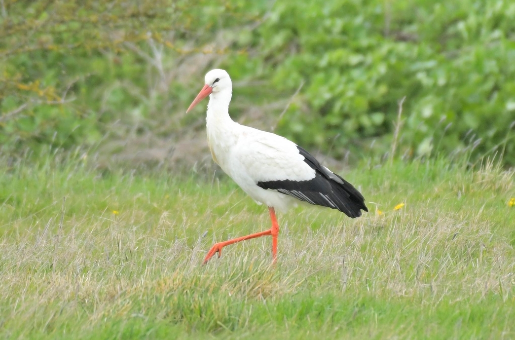 Summer Leys Updates: May 2023 | Wildlife Trust for Beds Cambs & Northants