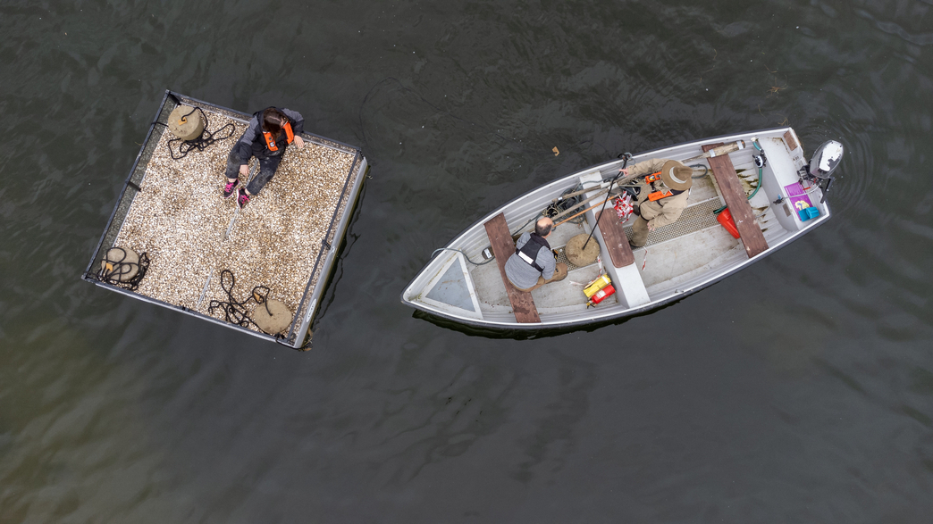 Things take a Tern for the better | Wildlife Trust for Beds Cambs ...