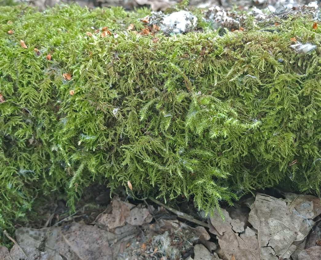 A survey day gathers new moss! | Wildlife Trust for Beds Cambs & Northants