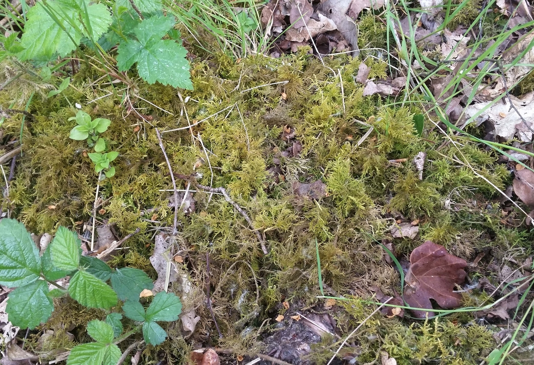 A survey day gathers new moss! | Wildlife Trust for Beds Cambs & Northants