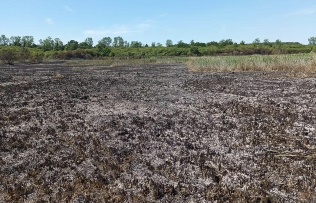 Fire at Dogsthorpe Star Pit | Wildlife Trust for Beds Cambs & Northants
