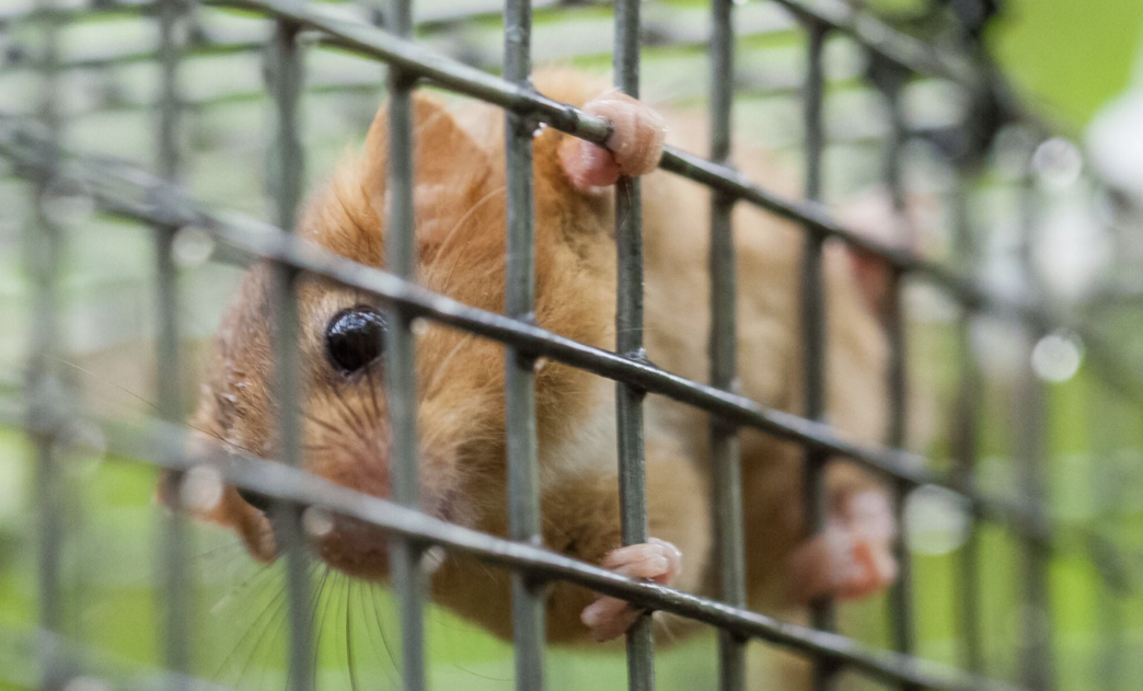 Dormouse reintroduction in Brampton Wood - celebrating a 30 year ...
