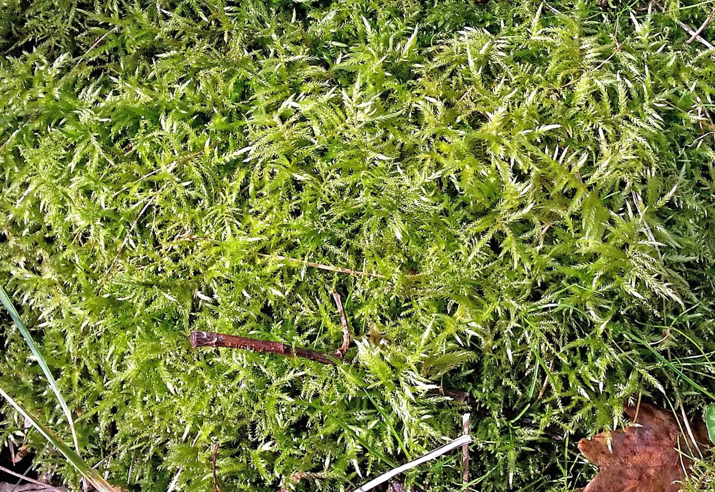 National Moss Day (21st October 2023) | Wildlife Trust for Beds Cambs ...